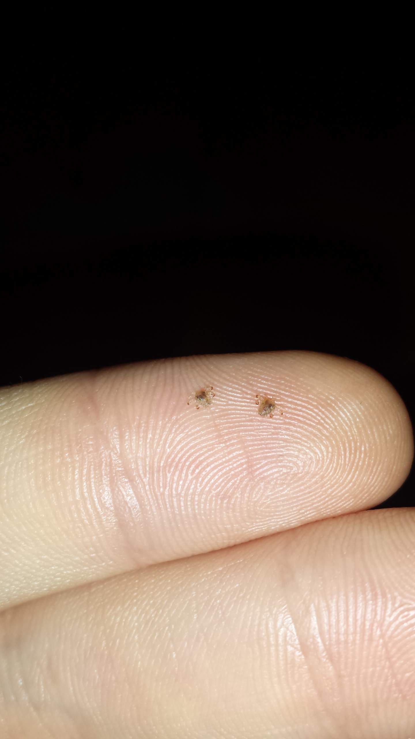 Rätselhafte Insekten/Parasiten?! (Foto!)